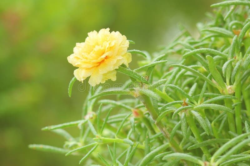 Yellow portulaca flower stock image. Image of head, garden - 29570033