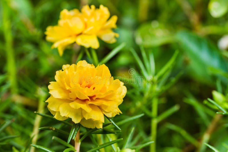 Yellow portulaca flower stock image. Image of blossom - 31670723