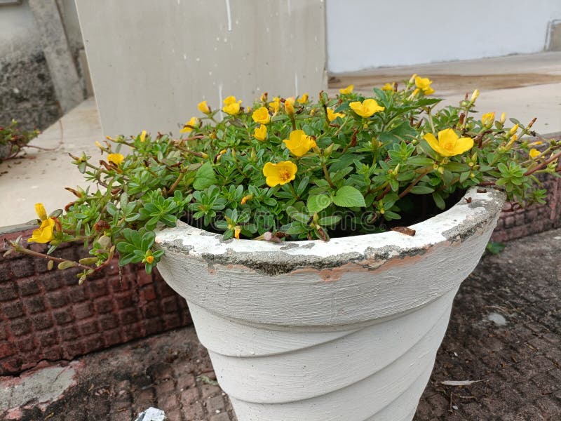 The Yellow Portulaca Flowers in the Garden Stock Photo - Image of park ...