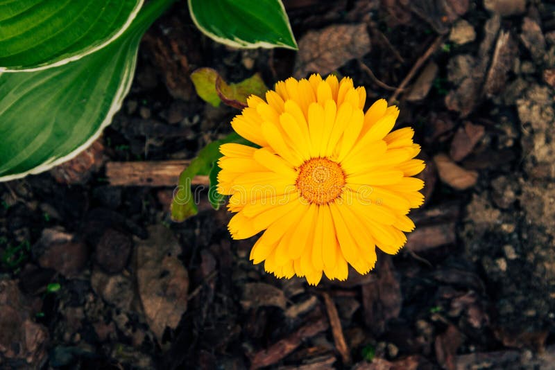 Yellow pot marigold stock image. Image of asteraceae - 259177099