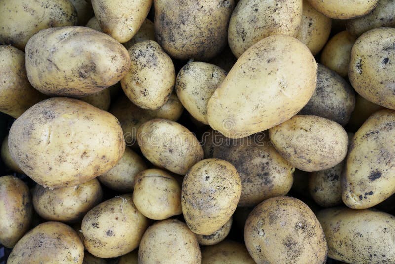 Yellow Potato Background with Pieces of Land Stock Image - Image of ...
