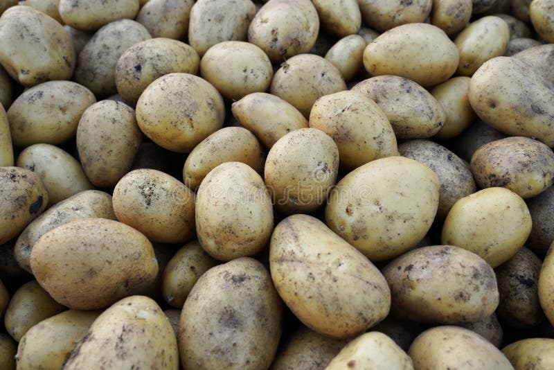 Yellow Potato Background with Pieces of Land Stock Image - Image of ...