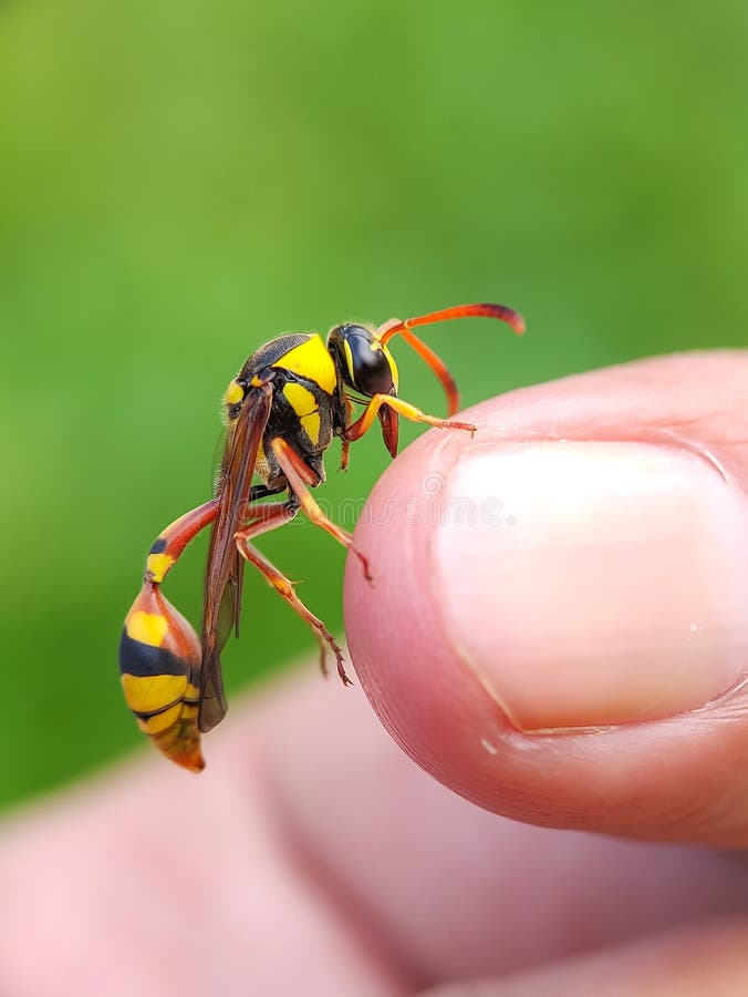 Yellow Potter Wasp Sleeping on the Finger Stock Photo - Image of field ...