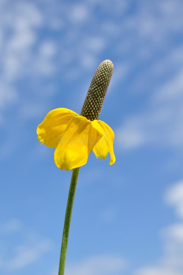 Yellow Prairie Coneflower (Mexican Hat) Stock Image - Image of green ...