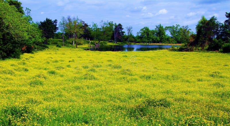 Yellow Prairie Sundrops stock image. Image of yellow - 42487093
