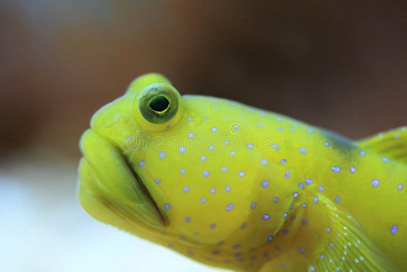 Yellow prawn goby stock image. Image of midas, western - 28701661
