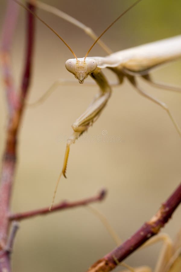 Yellow mantis religiosa stock image. Image of close, macro - 12288617