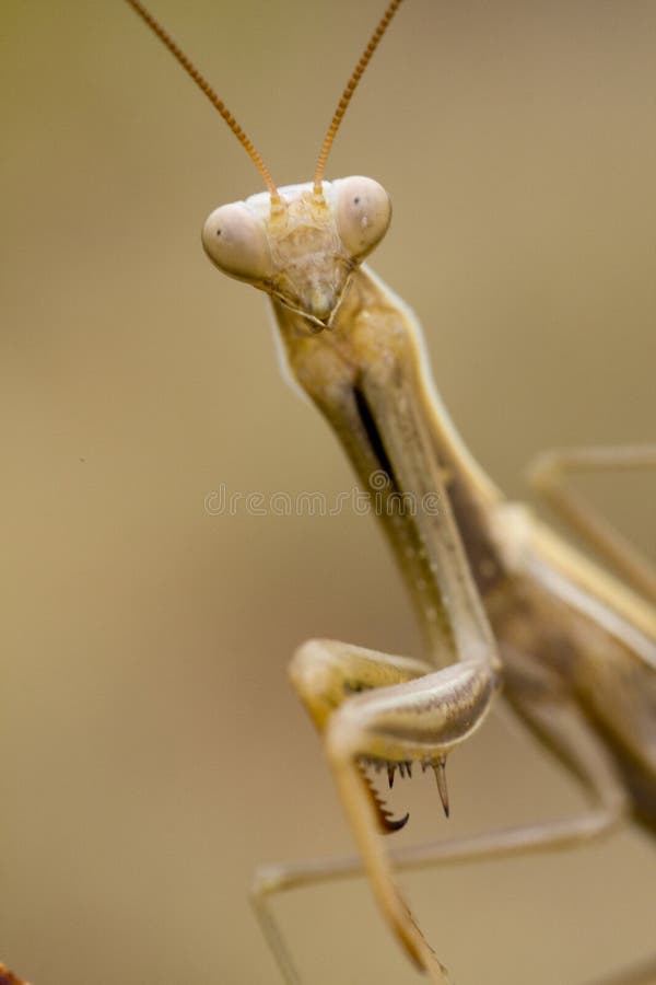 Yellow Praying Mantis on White Background Stock Photo - Image of ...