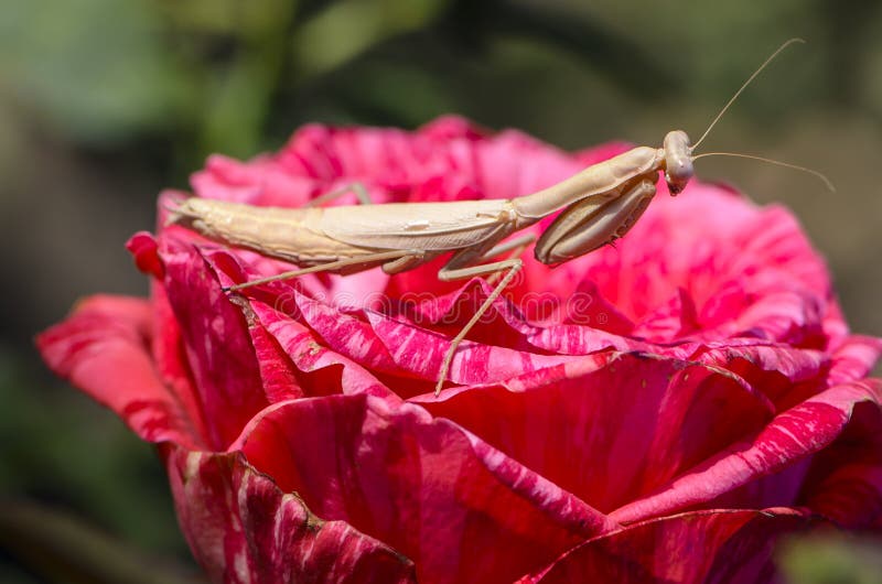 Yellow Praying Mantis Catches Prey on Red Rose Flower Stock Photo ...