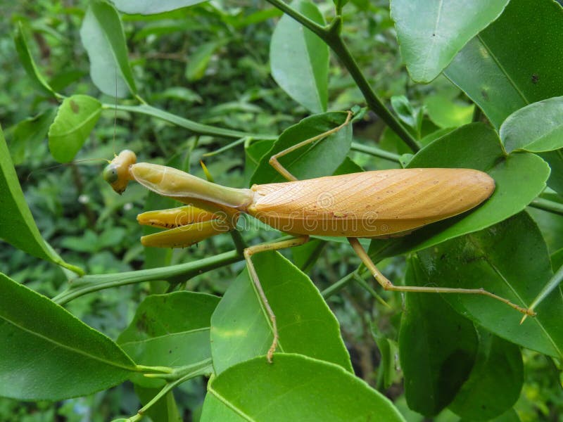 A Yellow Praying Mantis on a Green Leaf. Stock Photo - Image of yellow ...