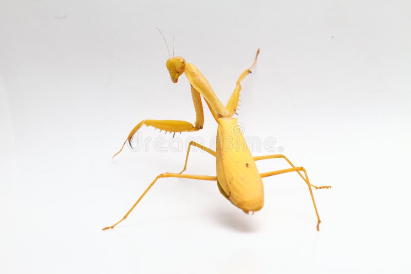 Yellow Praying Mantis on White Background Stock Image - Image of ...