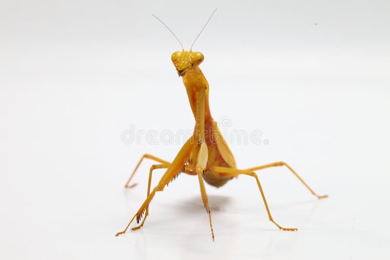 Yellow Praying Mantis on White Background Stock Image - Image of africa ...