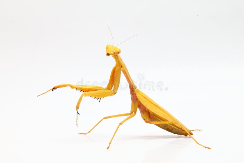 Yellow Praying Mantis on White Background Stock Image - Image of green ...
