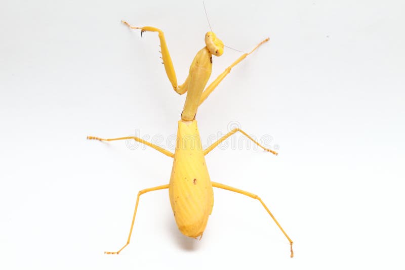 Yellow Praying Mantis on White Background Stock Image - Image of blade ...