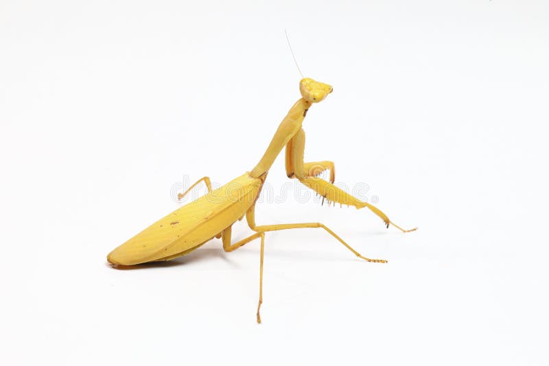Yellow Praying Mantis on White Background Stock Image - Image of ...