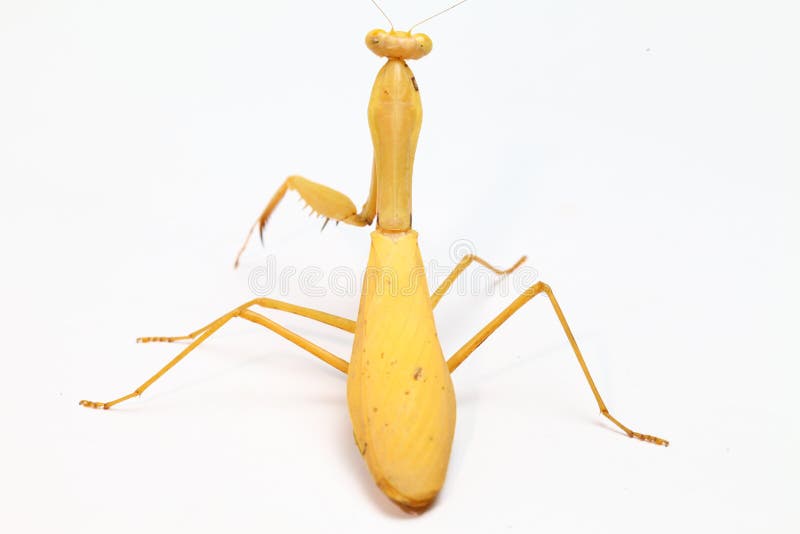Yellow Praying Mantis on White Background Stock Image - Image of ...