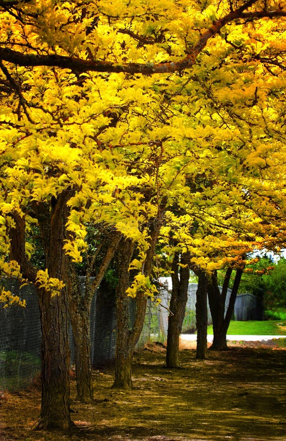 Yellow stock image. Image of leaves, autumn, pretty, sunlight - 31369993