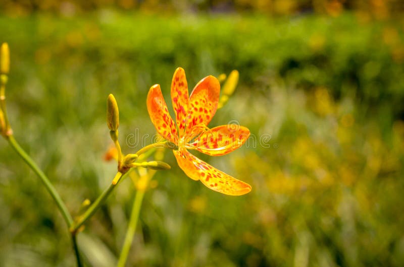 Yellow Pride of Barbados Flower Blossoms Stock Image - Image of closeup ...