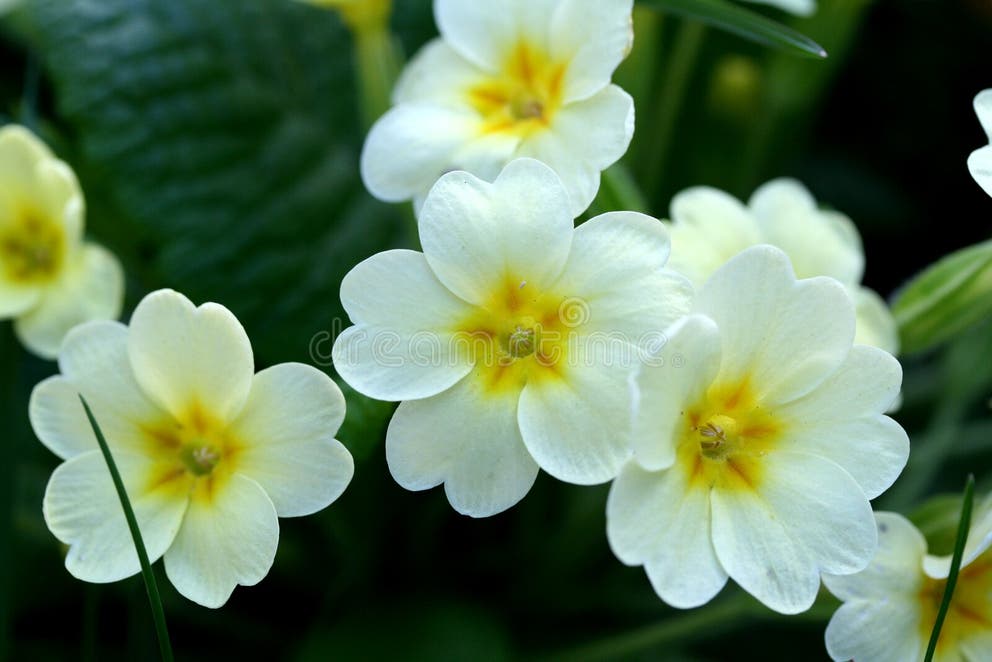 The yellow primerose stock image. Image of forest, season - 13782477