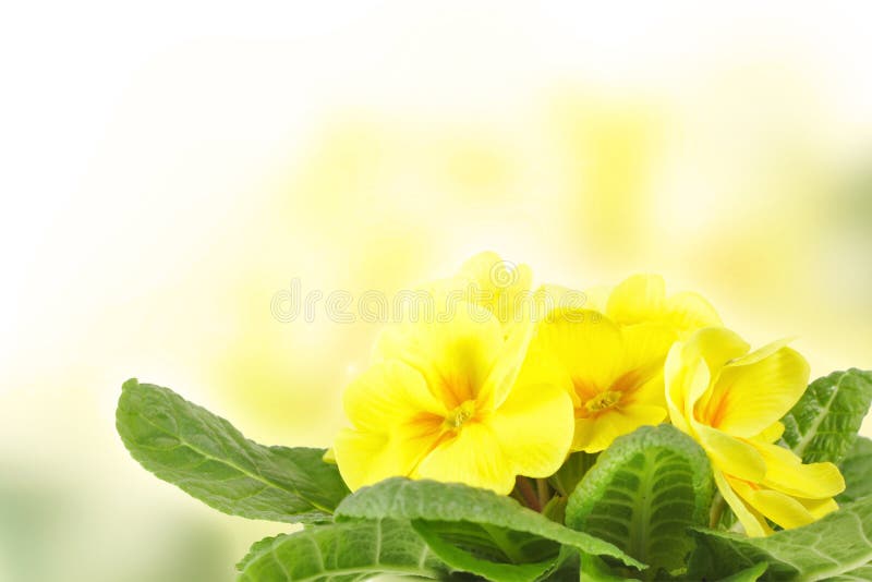 Yellow primrose stock image. Image of copy, light, vulgaris - 18284547