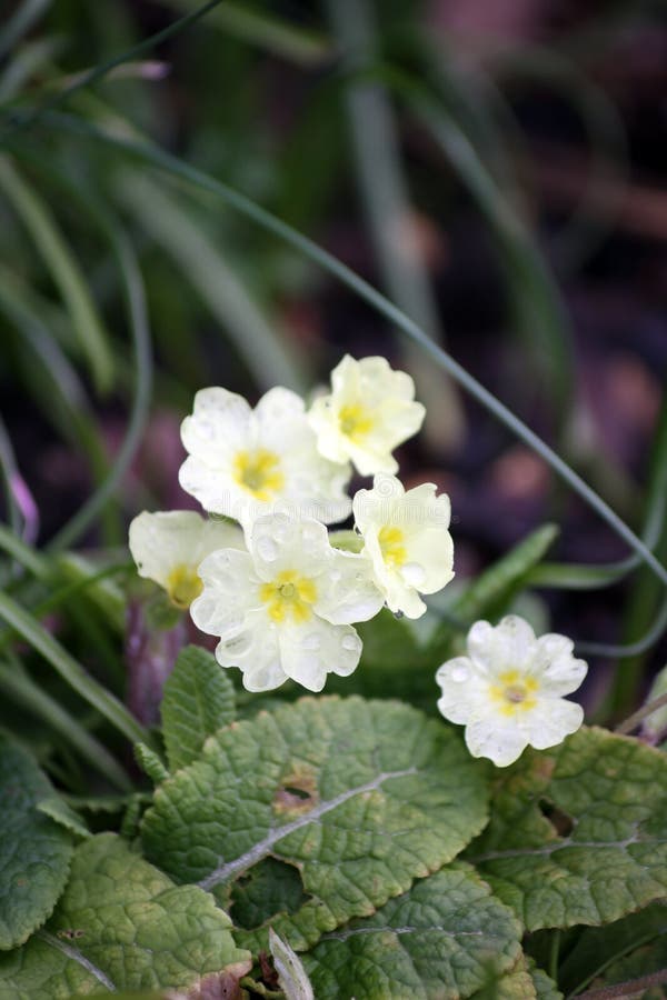 Yellow Primrose stock image. Image of blossom, drops - 18525411