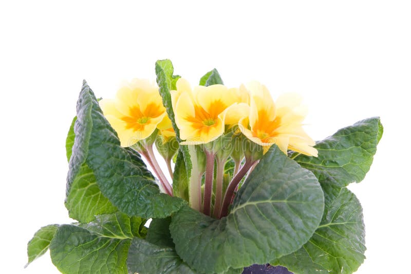 Yellow primrose stock photo. Image of spring, primula - 6513882