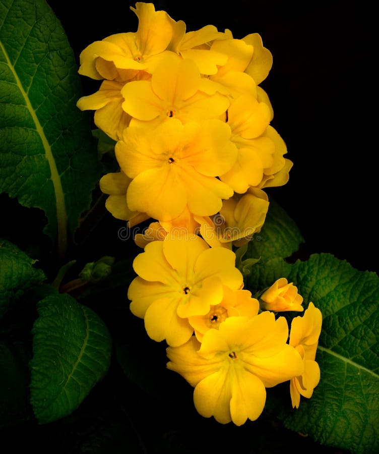 Yellow Primrose on Black stock image. Image of petal - 215760399