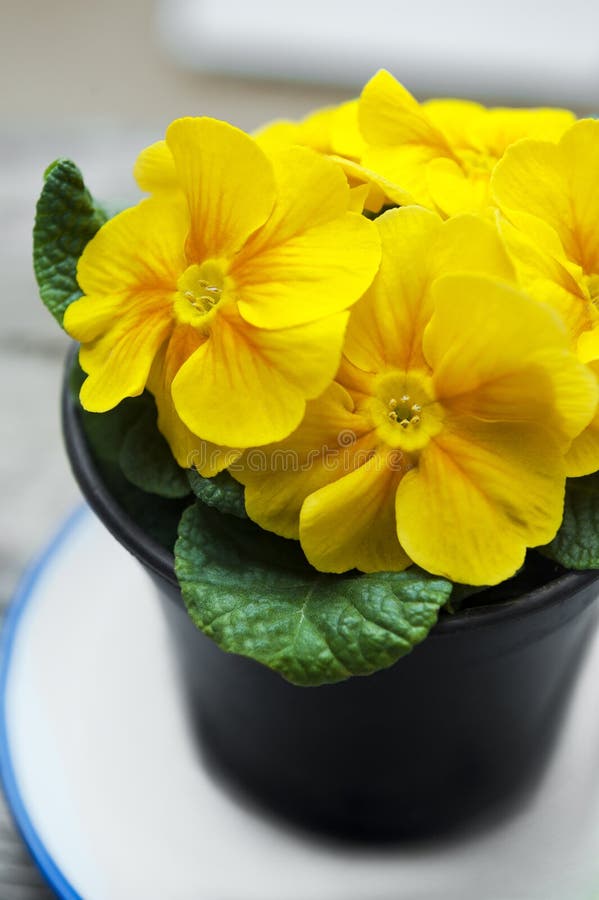 Yellow Primrose in a Black Flowerpot. Stock Photo - Image of leaf ...