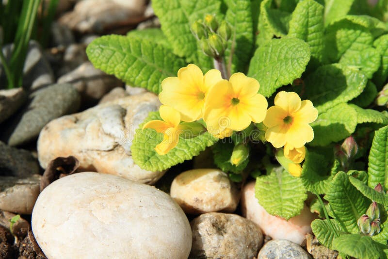 Yellow primrose stock image. Image of stones, blooms - 93365541