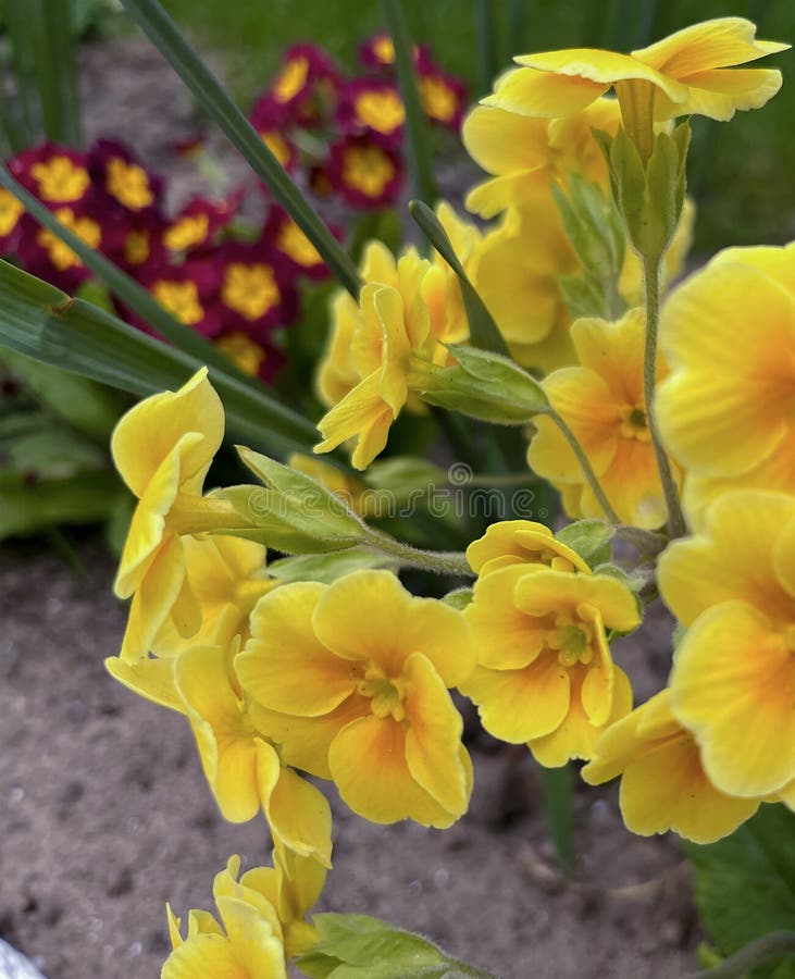 The Yellow Primrose Bloomed in the City Flower Bed in Spring Stock ...