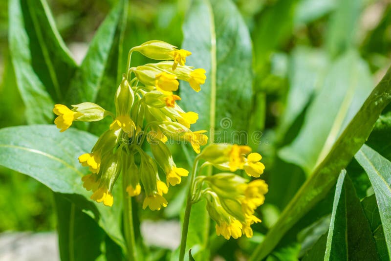 Yellow Primrose Blooming in the Forest - Primula Vulgaris Stock Image ...