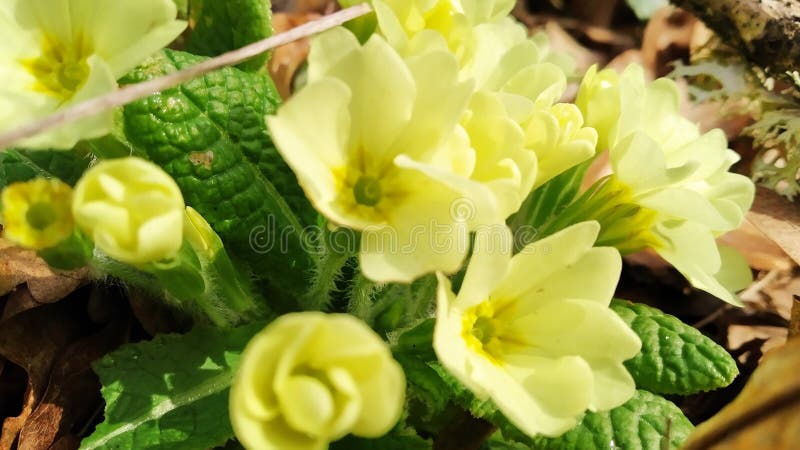 Yellow Primrose Blooms in the Forest Stock Photo - Image of blooms ...