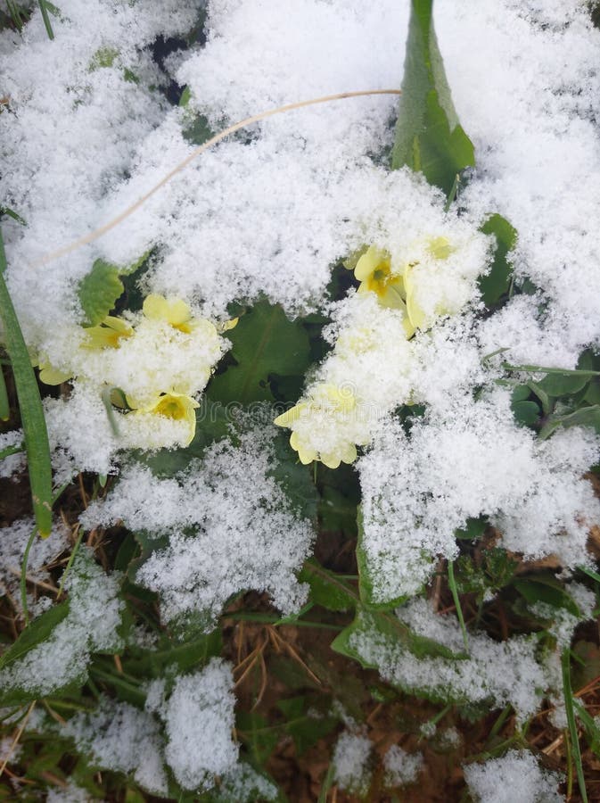 Yellow Primrose in Early Snow Stock Image - Image of nature, winter ...
