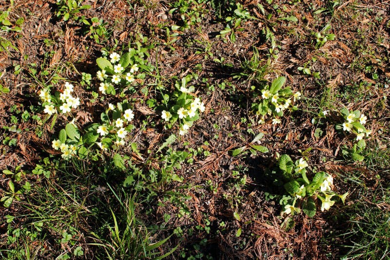 Yellow Primrose, Early Spring in Gardens of Zagreb, Croatia Stock Image ...