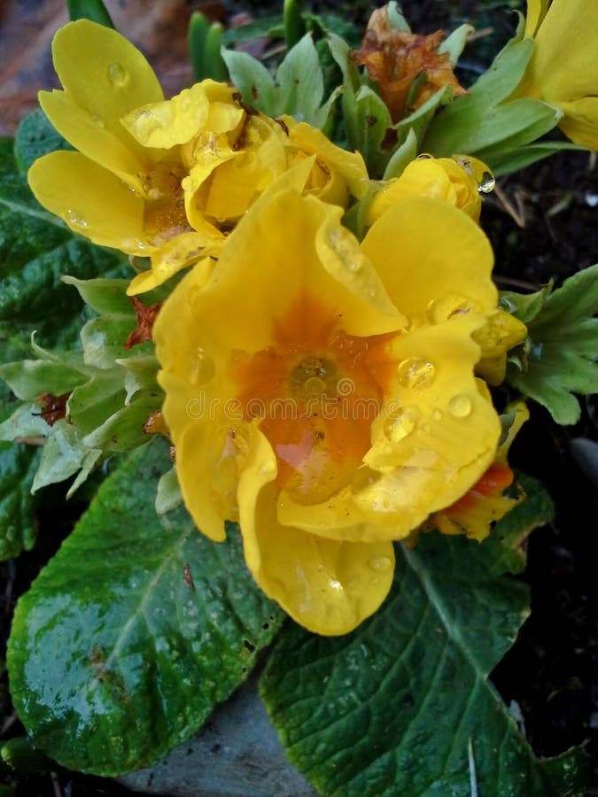 Yellow Primrose Filled with Water Stock Photo - Image of primrose ...