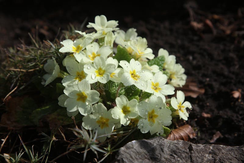 Yellow Primrose Flower with Drops of Water Stock Photo - Image of plant ...