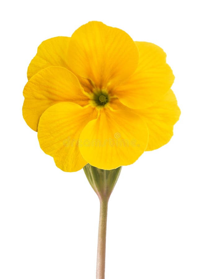 Yellow primrose flower stock photo. Image of veris, white - 111387172