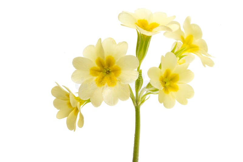 Yellow Primrose Flower Isolated Stock Photo - Image of green, floral ...