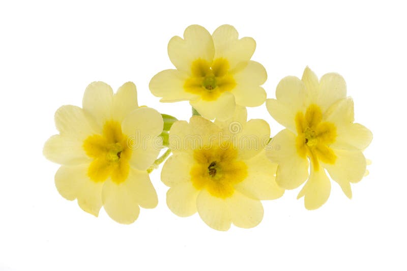 Yellow Primrose Flower Isolated Stock Photo - Image of yellow, primula ...