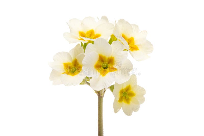 Yellow Primrose Flower Isolated Stock Image - Image of colorful, season ...