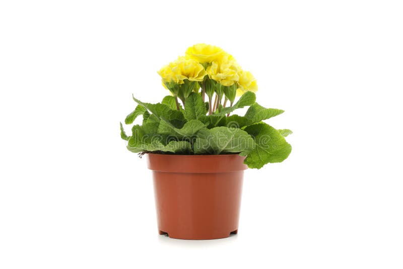Yellow Primrose in Flower Pot Isolated on Background Stock Image ...