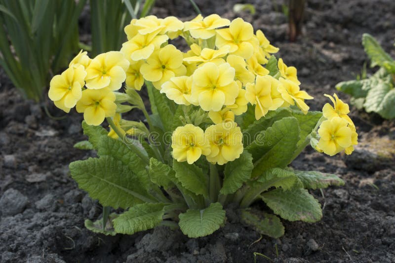 Yellow Primrose on the Garden Bed Stock Image - Image of garden, flower ...