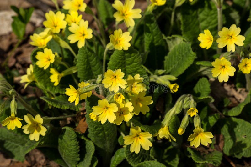 Yellow Primrose stock photo. Image of nature, wildflowers - 41893288