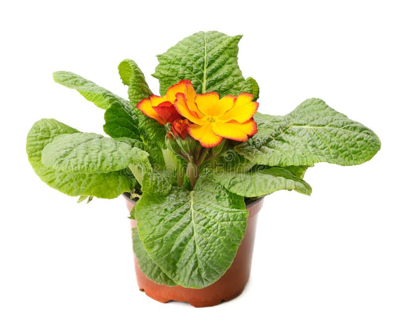 Yellow primrose stock image. Image of decoration, beautiful - 67175199