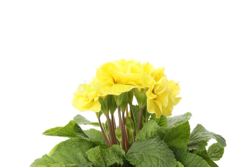 Yellow Primrose Isolated on Background, Close Up Stock Image - Image of ...