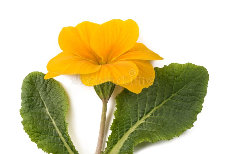 Yellow primrose stock photo. Image of isolated, blooming - 68664700