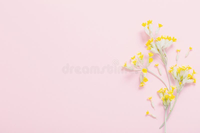 Yellow Primrose on Orange Paper Background on Paper Background Stock ...