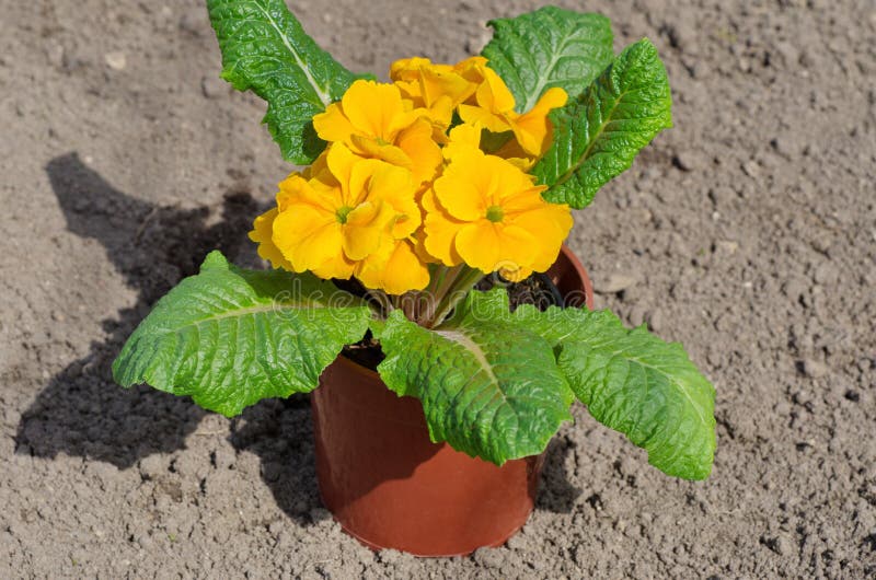 Yellow Primrose in Outdoors Stock Photo - Image of flower, primula ...