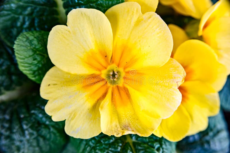 Yellow Primrose in the Planter Box Stock Image - Image of yellow ...