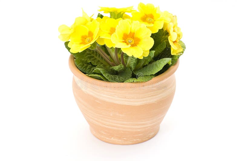 Yellow primrose in pot stock image. Image of bloom, flower - 9027913